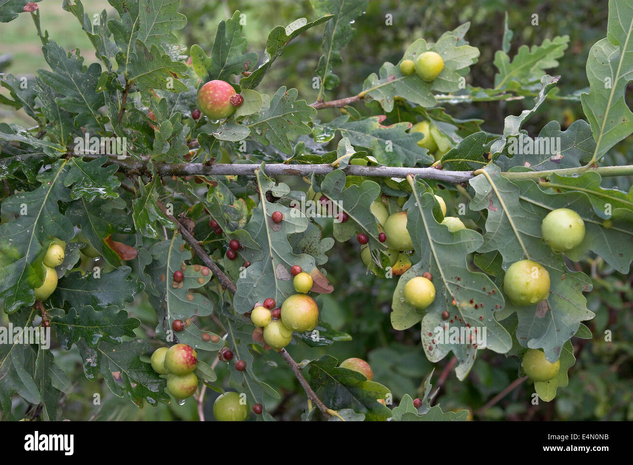 common oak gallwasp, oak leaf cherry-gall cynipid, cherry gall ...