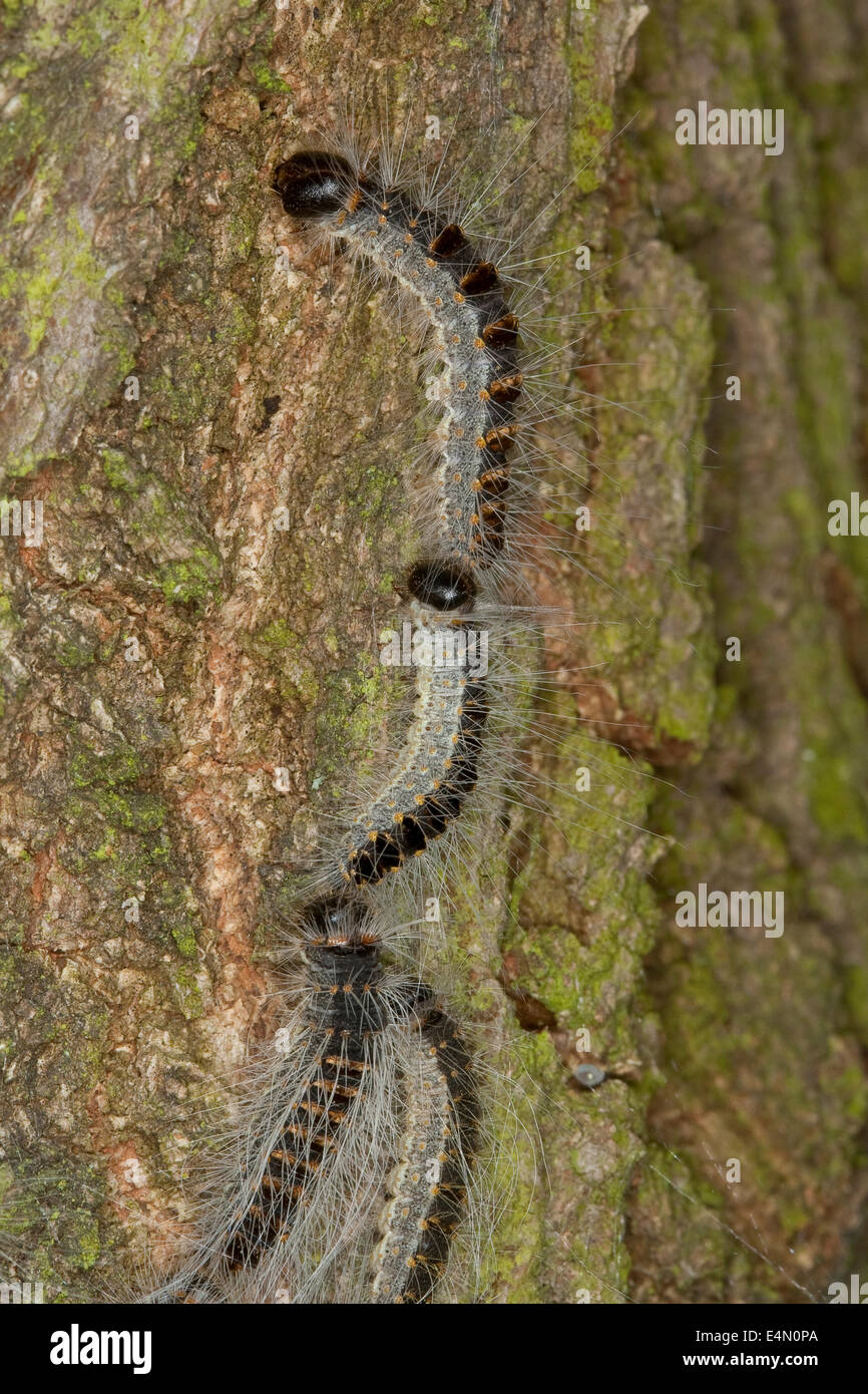 Oak processionary moth, procession, Eichen-Prozessionsspinner, Eichenprozessionsspinner ...