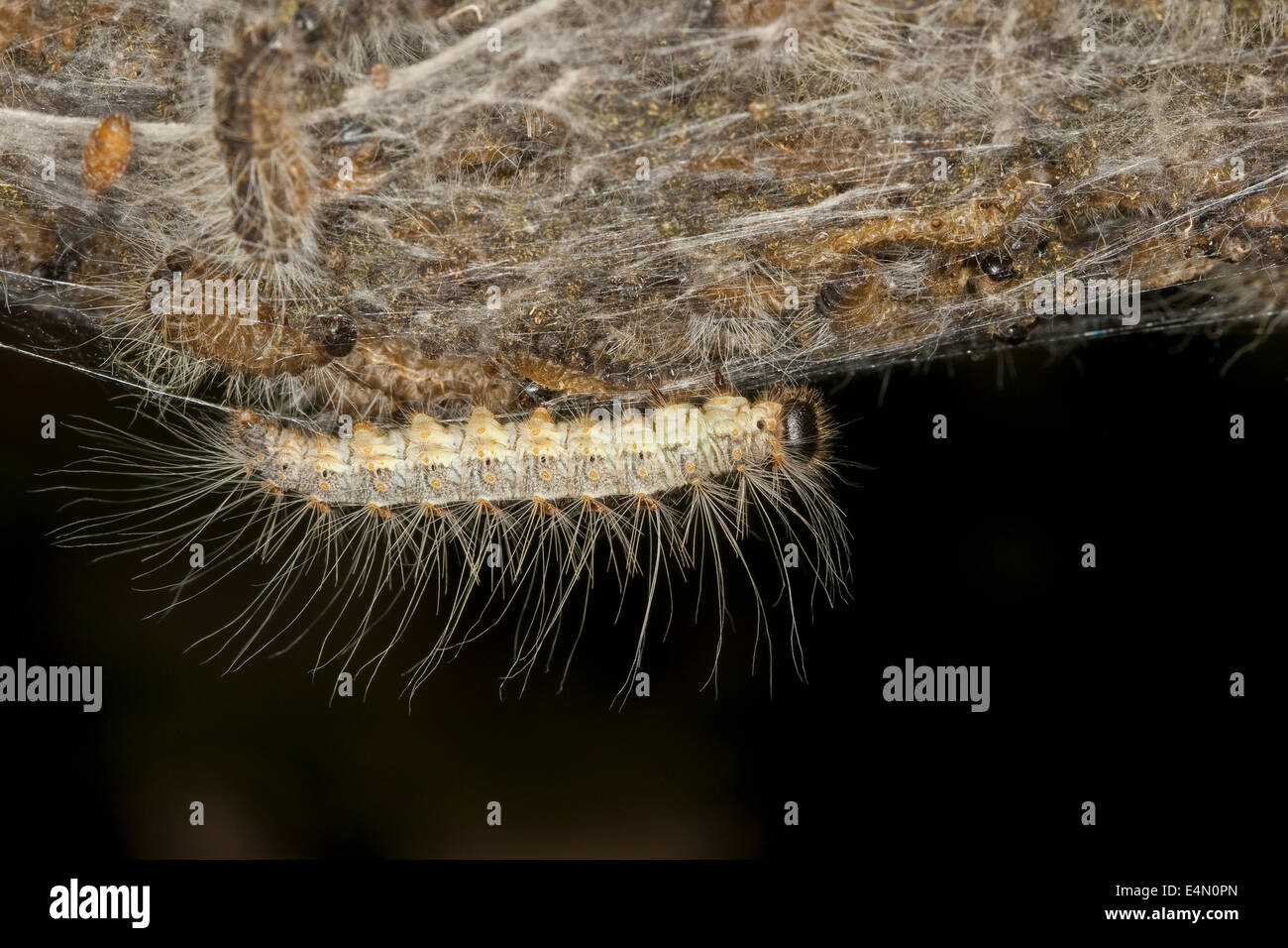 Oak processionary moth, procession, Eichen-Prozessionsspinner ...