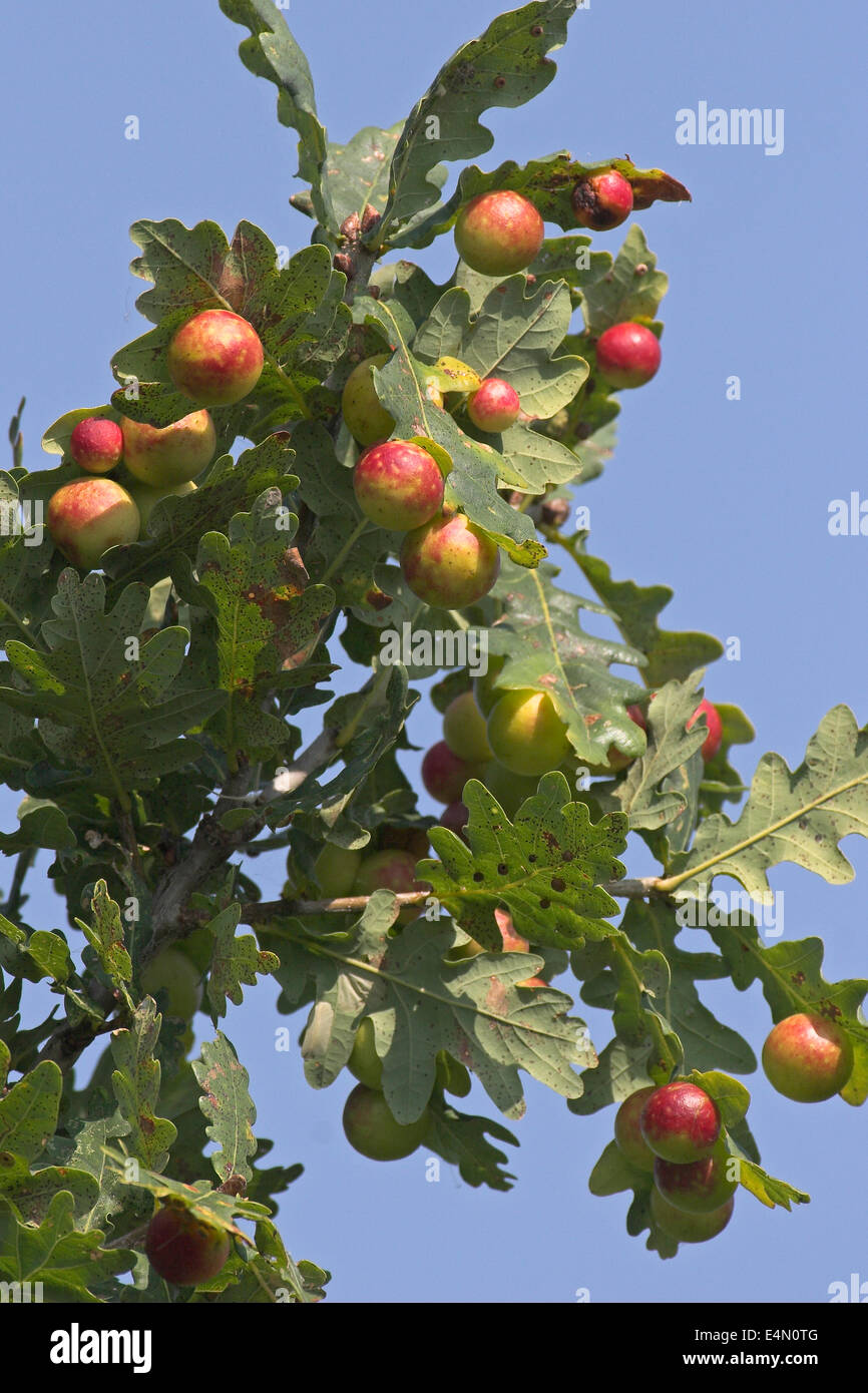 common oak gallwasp, oak leaf cherry-gall cynipid, cherry gall ...