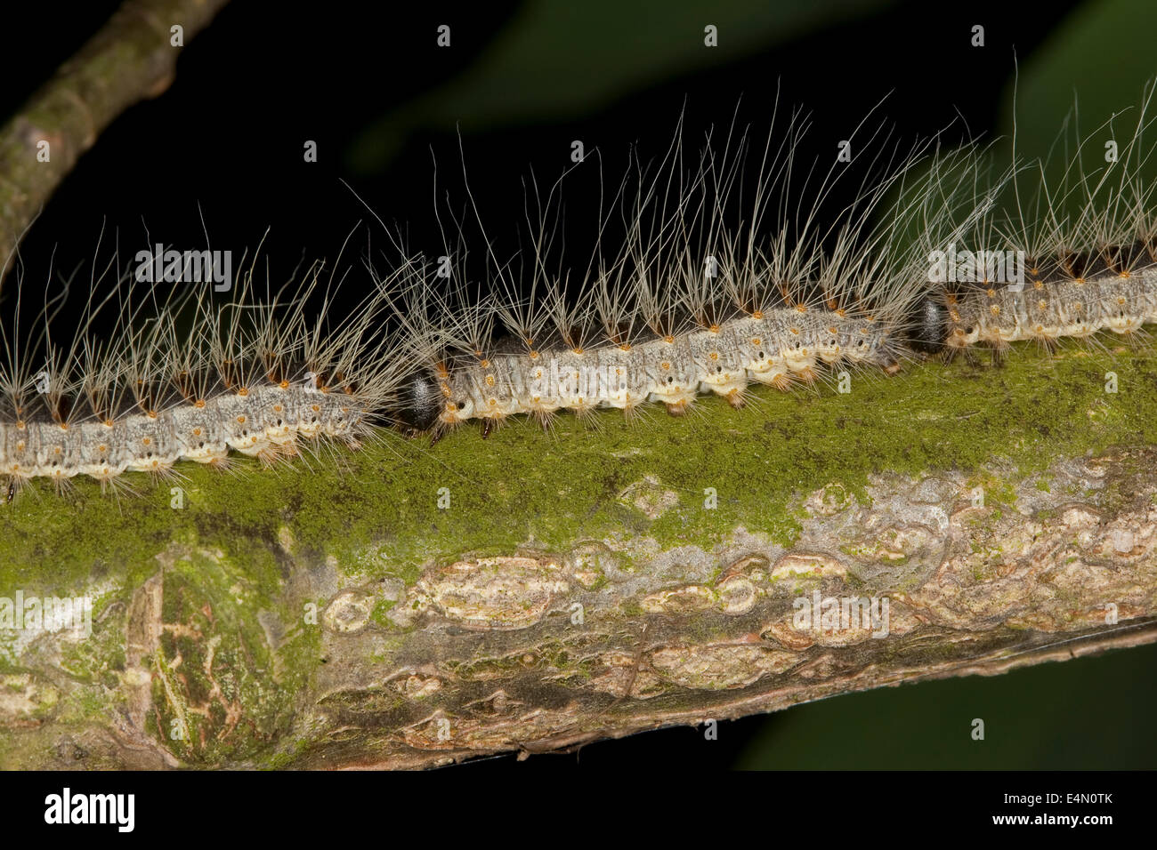 Oak processionary moth, procession, Eichen-Prozessionsspinner ...