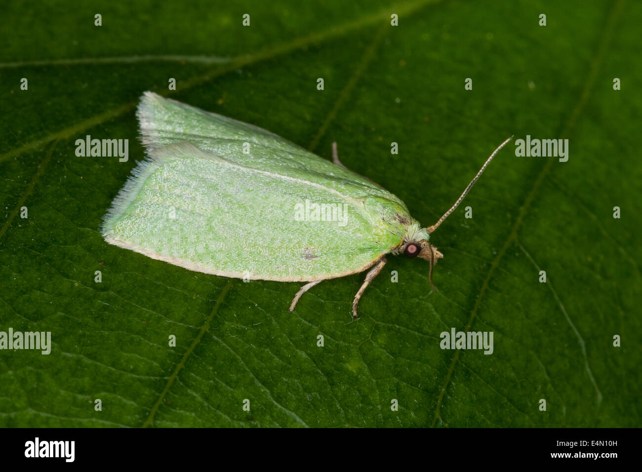 pea-green oak curl, green oak tortrix, oak leafroller, green oak roller ...