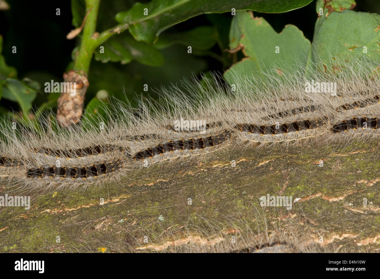 Oak processionary moth, procession, Eichen-Prozessionsspinner ...