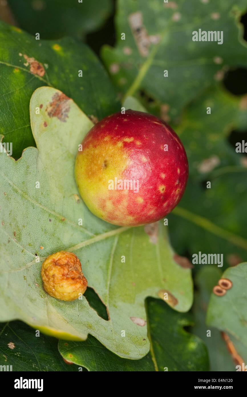 Oak leaf cherry galls hi-res stock photography and images - Alamy