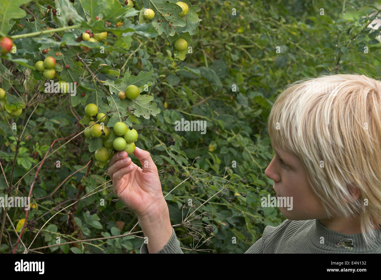 common oak gallwasp, oak leaf cherry-gall cynipid, cherry gall ...