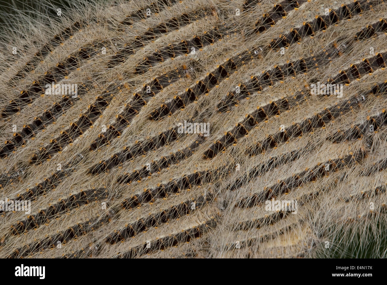Oak processionary moth, procession, Eichen-Prozessionsspinner ...