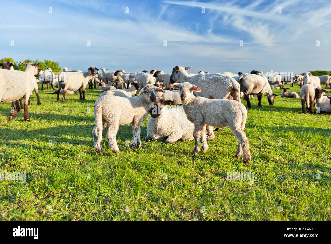 A summer landscape and herd sheep Stock Photo - Alamy