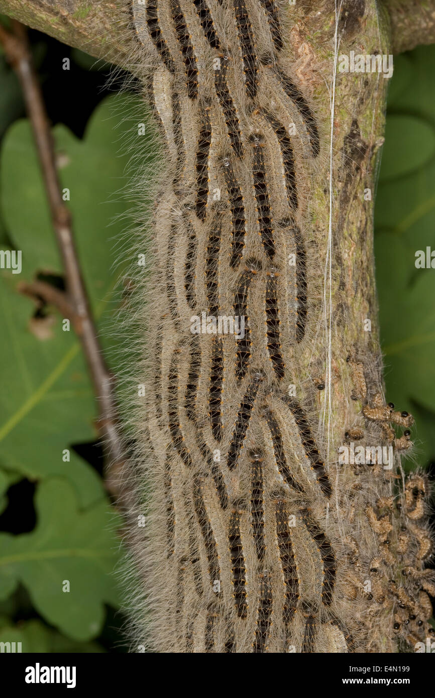 Oak processionary moth, procession, Eichen-Prozessionsspinner ...
