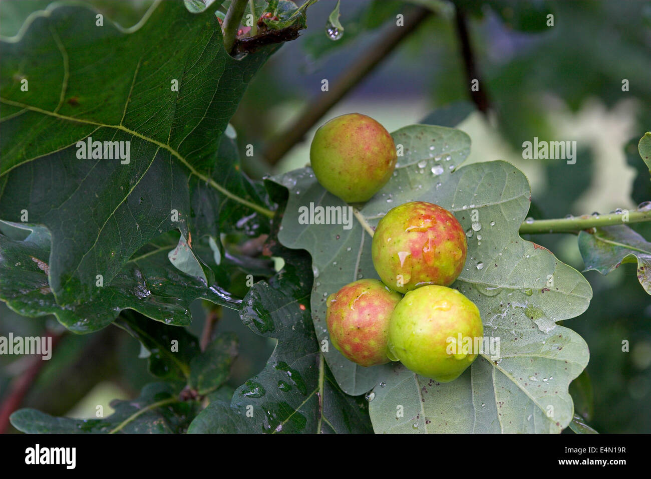 common oak gallwasp, oak leaf cherry-gall cynipid, cherry gall ...