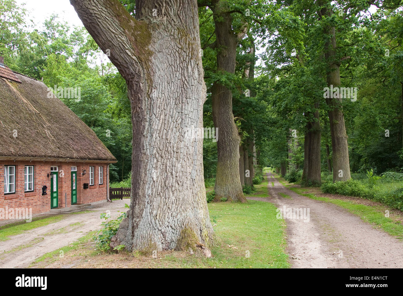 Allee Of Trees High Resolution Stock Photography and Images - Alamy