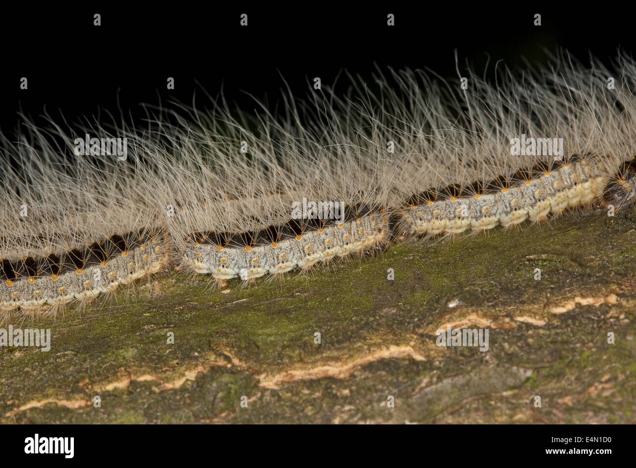 Oak processionary moth, procession, Eichen-Prozessionsspinner ...