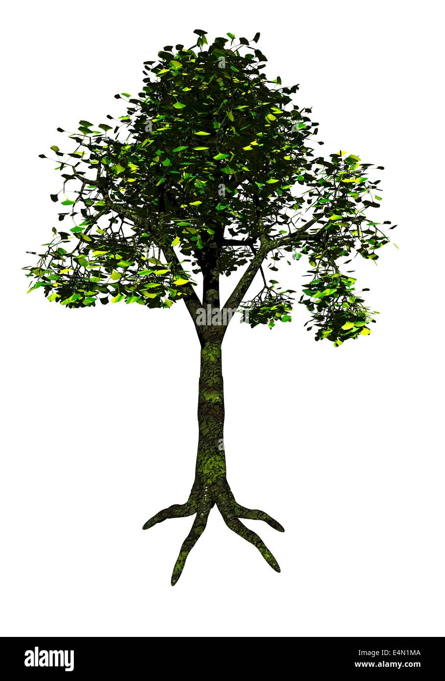 Gingko tree trunk hi-res stock photography and images - Alamy