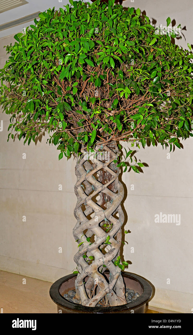 tree in hall of Sofitel hotel Shanghai China Stock Photo - Alamy