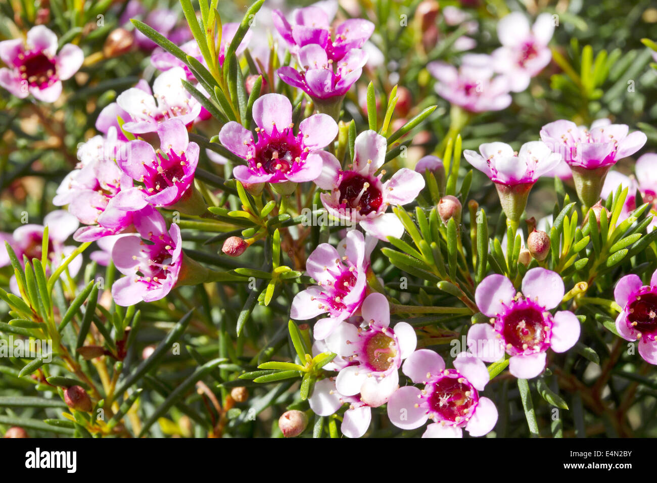 Flowers - Geraldton wax Stock Photo - Alamy