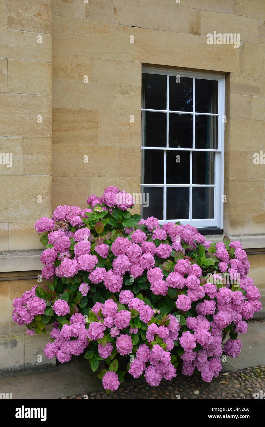 Hydrangea by window Stock Photo - Alamy