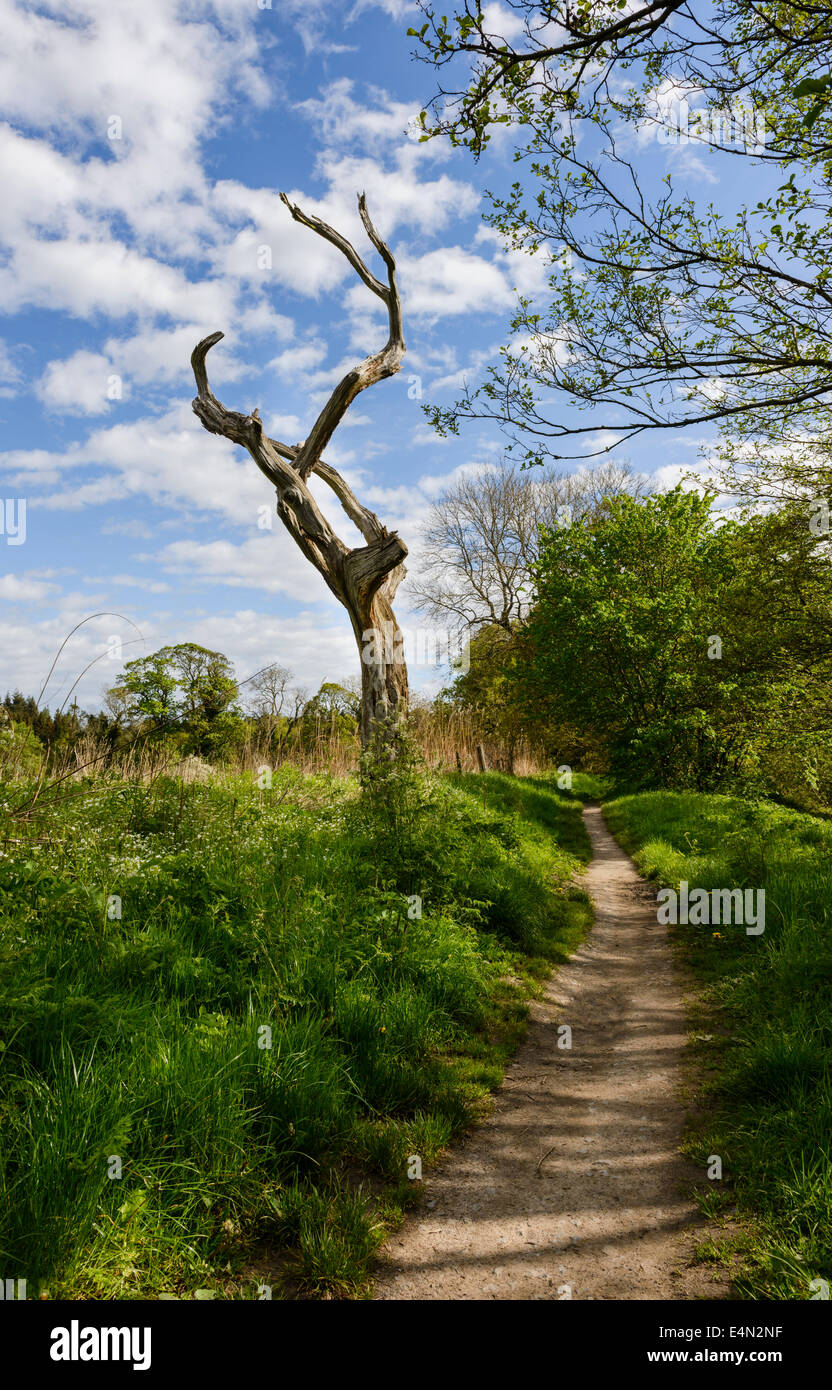 Countryside path in summer Stock Photo - Alamy