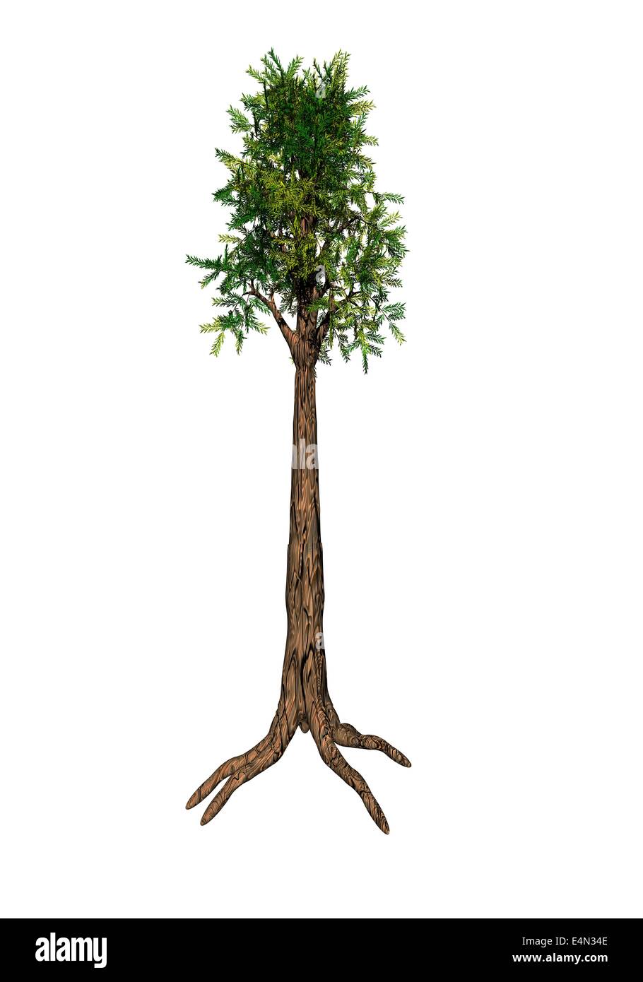 Sequoia illustration hi-res stock photography and images - Alamy