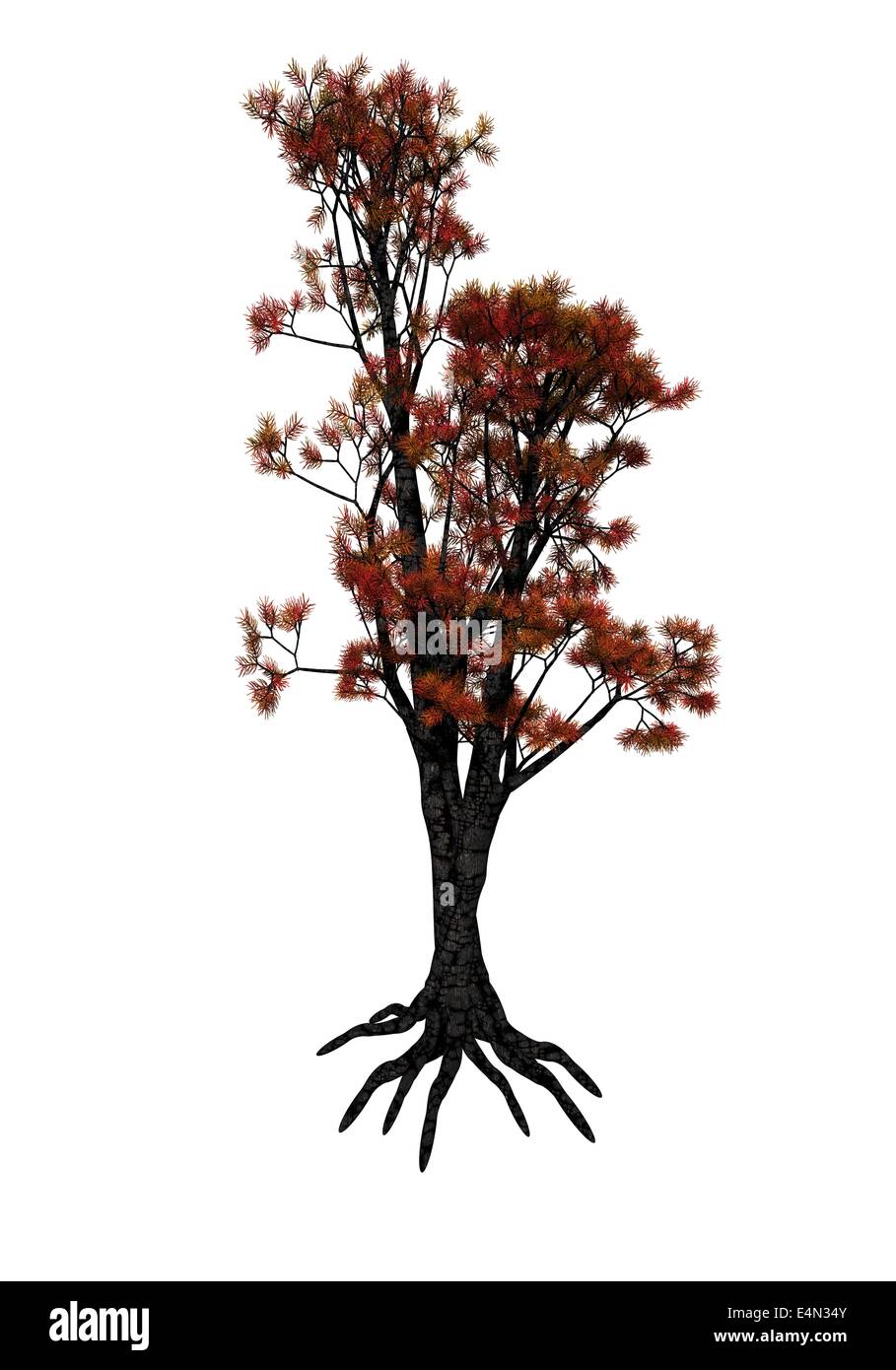 Cedar foliage Cut Out Stock Images & Pictures - Alamy