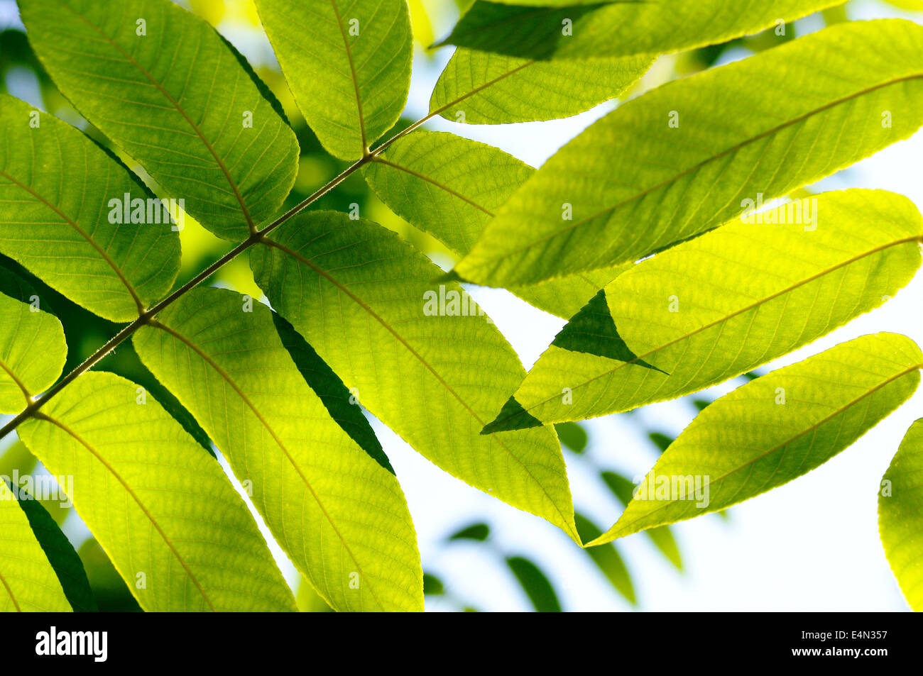 Close up of a green fresh leaves Stock Photo - Alamy