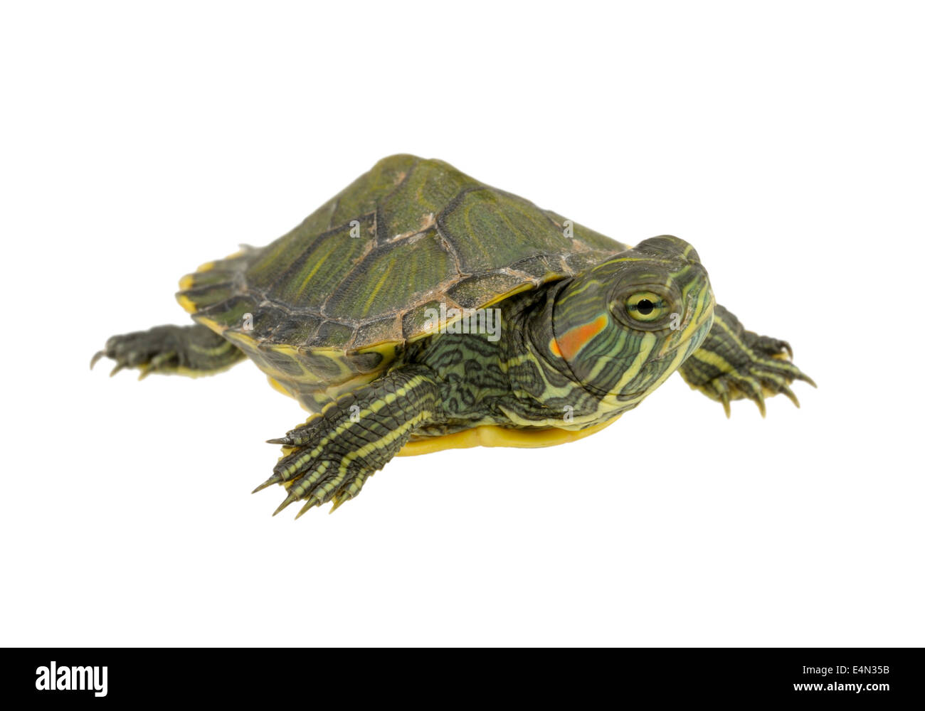 small water turtle Stock Photo - Alamy