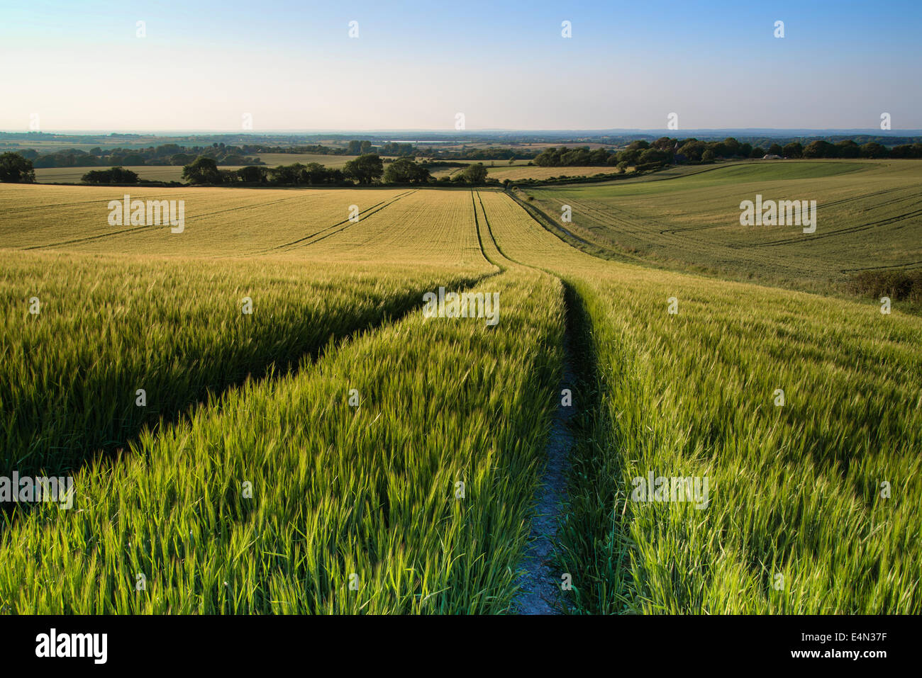 Beautiful landscape wheat field in Summer sunlight evening Stock Photo ...