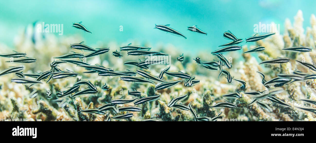 Beautiful underwater scenery school hi-res stock photography and images ...