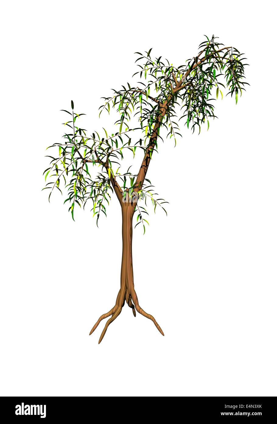 Bamboo tree roots hi-res stock photography and images - Alamy