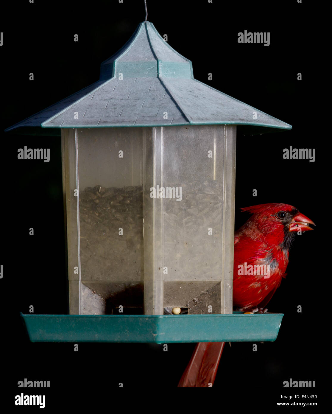 Feeding claws hi-res stock photography and images - Alamy