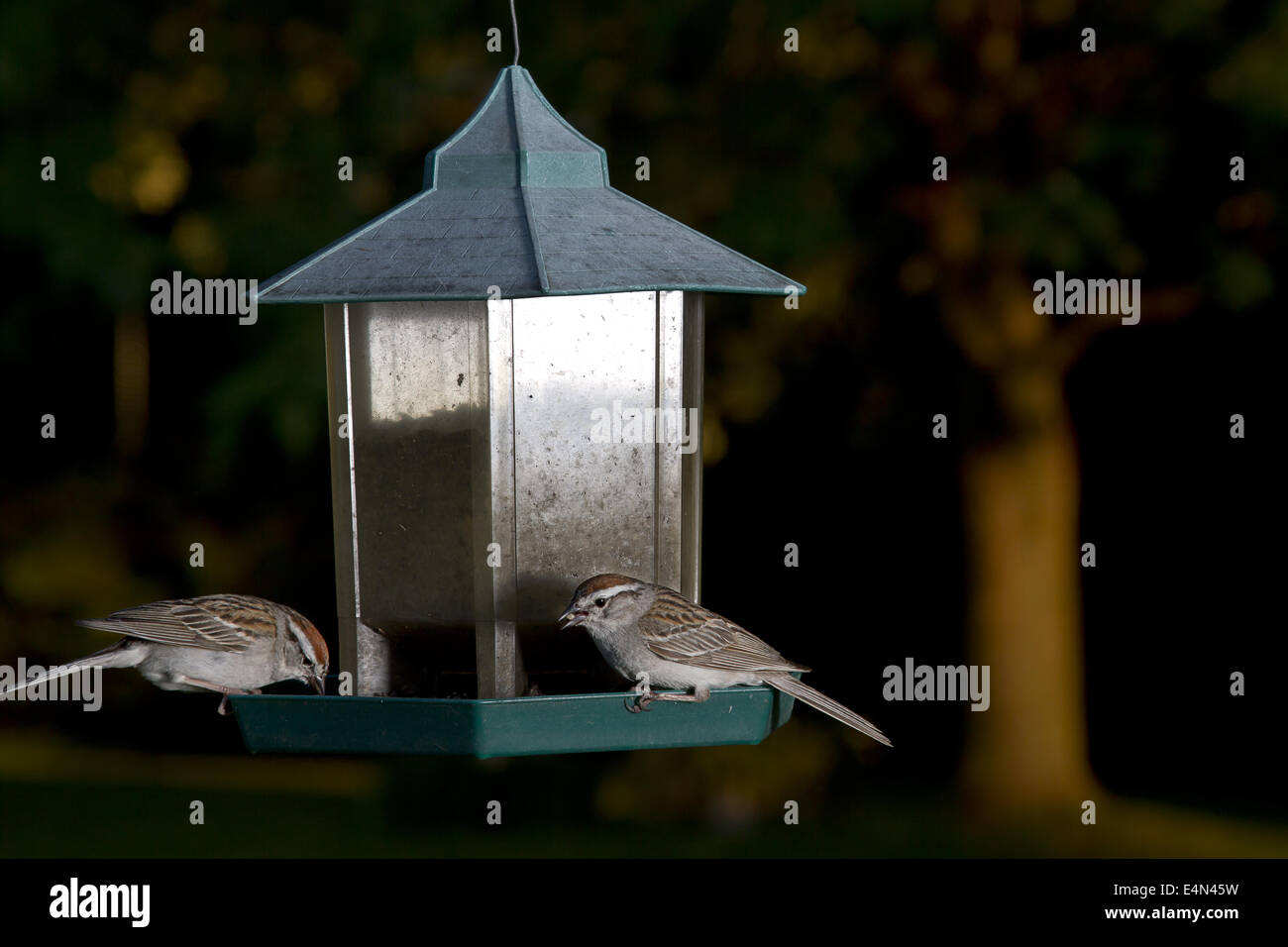 One in the beak Stock Photo - Alamy
