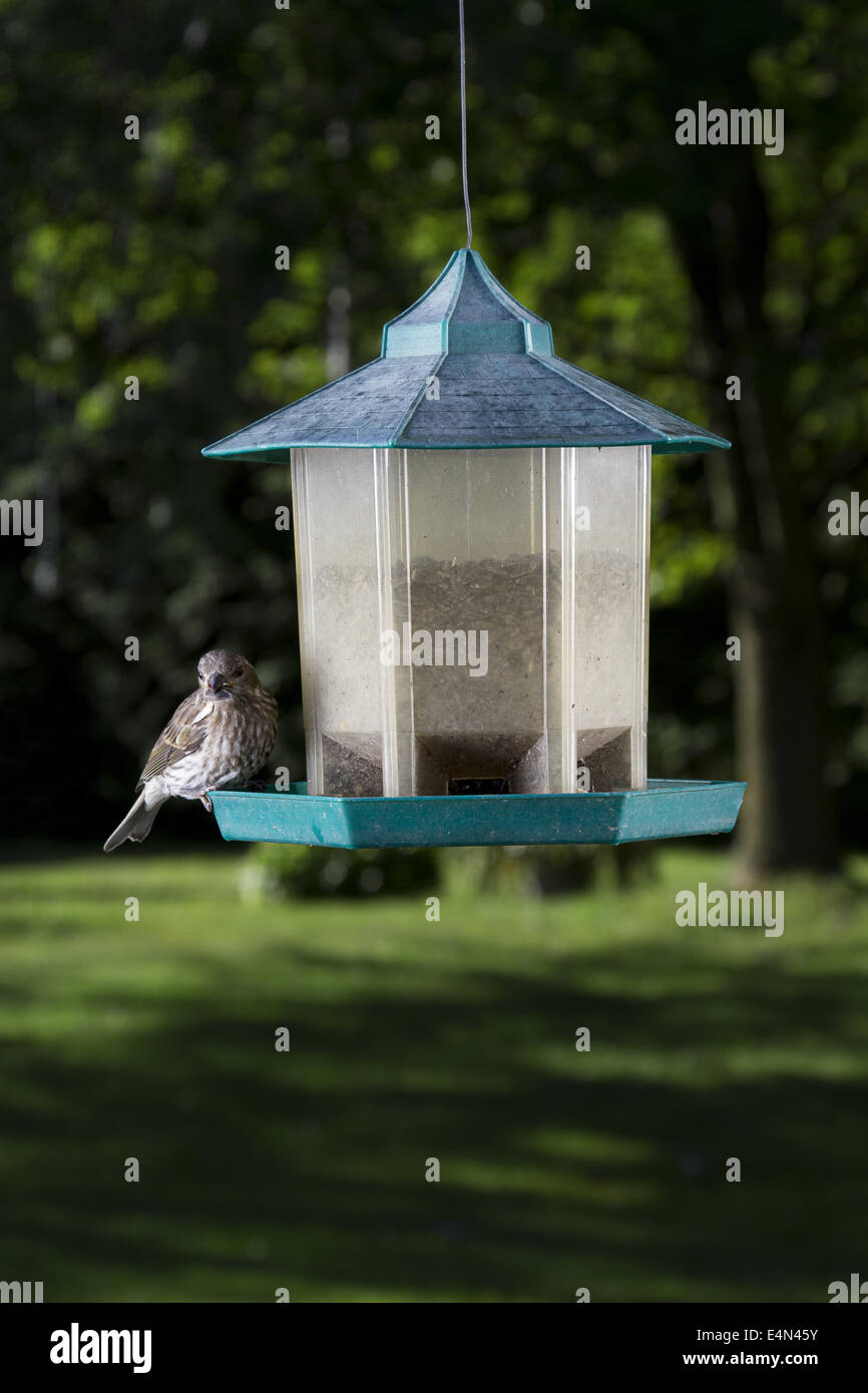 Feather seed hi-res stock photography and images - Alamy