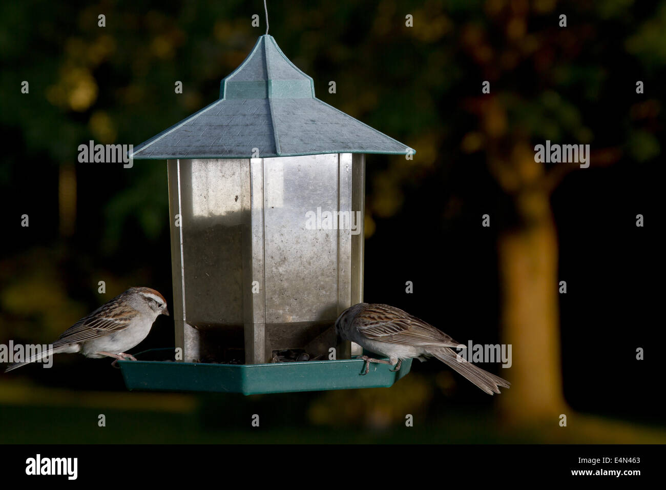 Female sparrow hi-res stock photography and images - Alamy