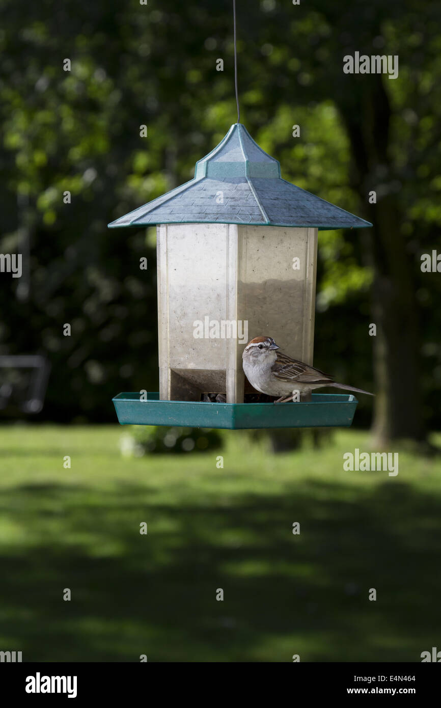 Chipping sparrow sparrow food hi-res stock photography and images - Alamy
