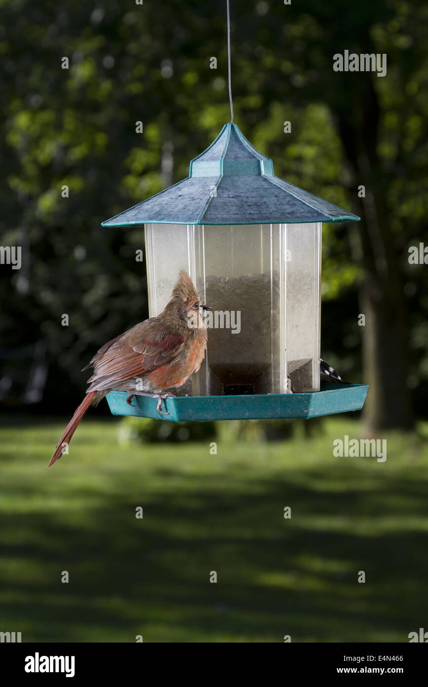 Puff bird hi-res stock photography and images - Alamy