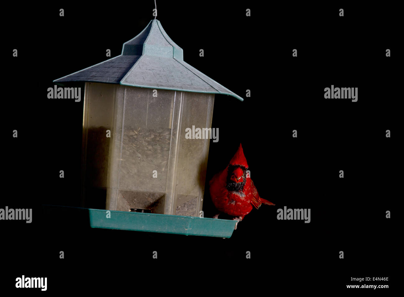 Bird with an attitude hi-res stock photography and images - Alamy