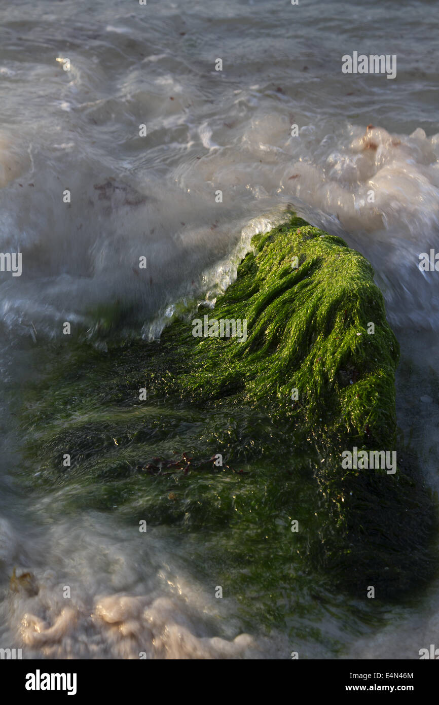 Algea hi-res stock photography and images - Alamy