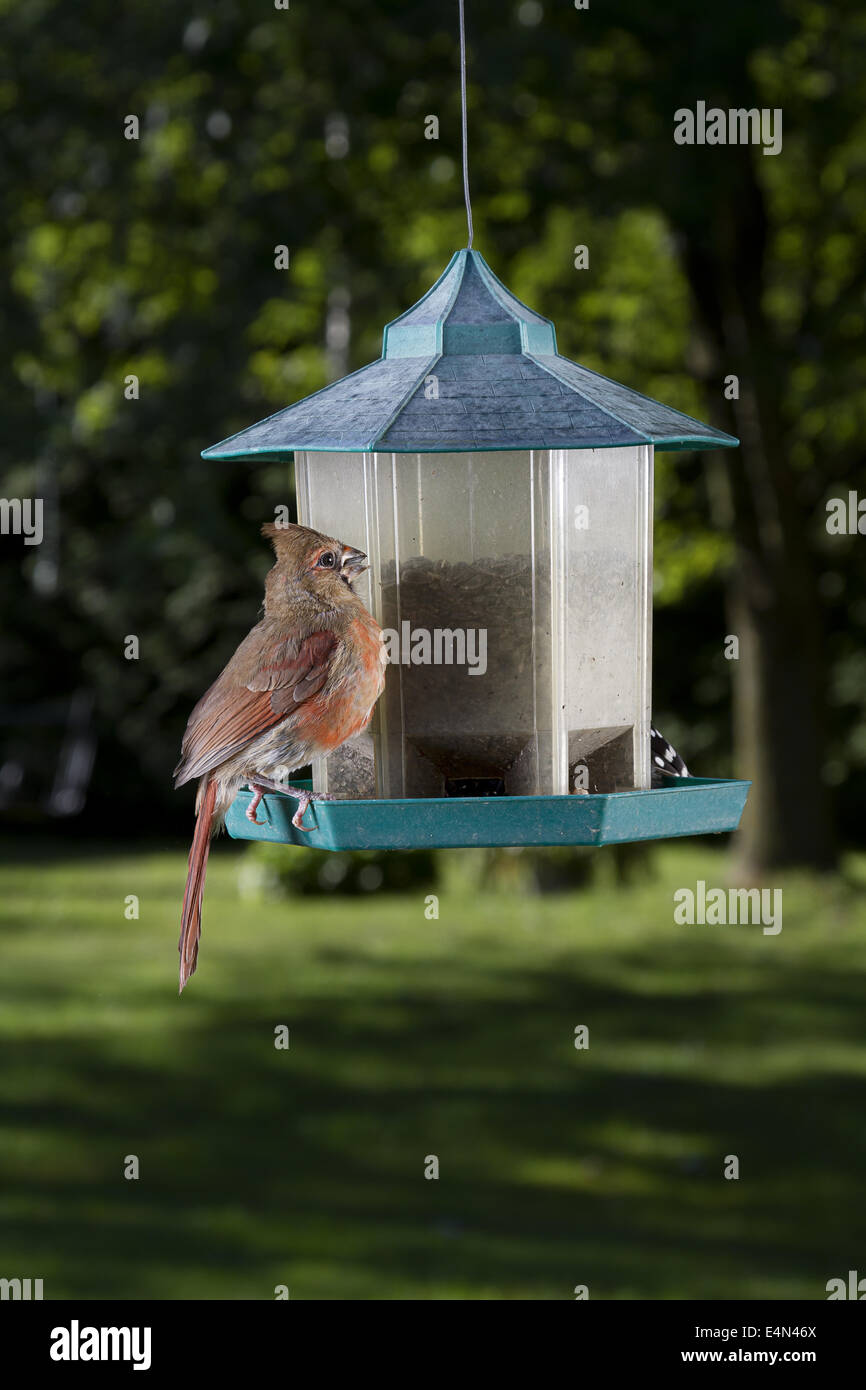 Feeding claws hi-res stock photography and images - Alamy