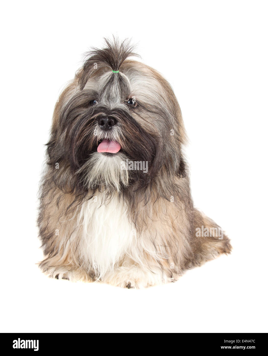 Lhasa Apso puppy Stock Photo - Alamy