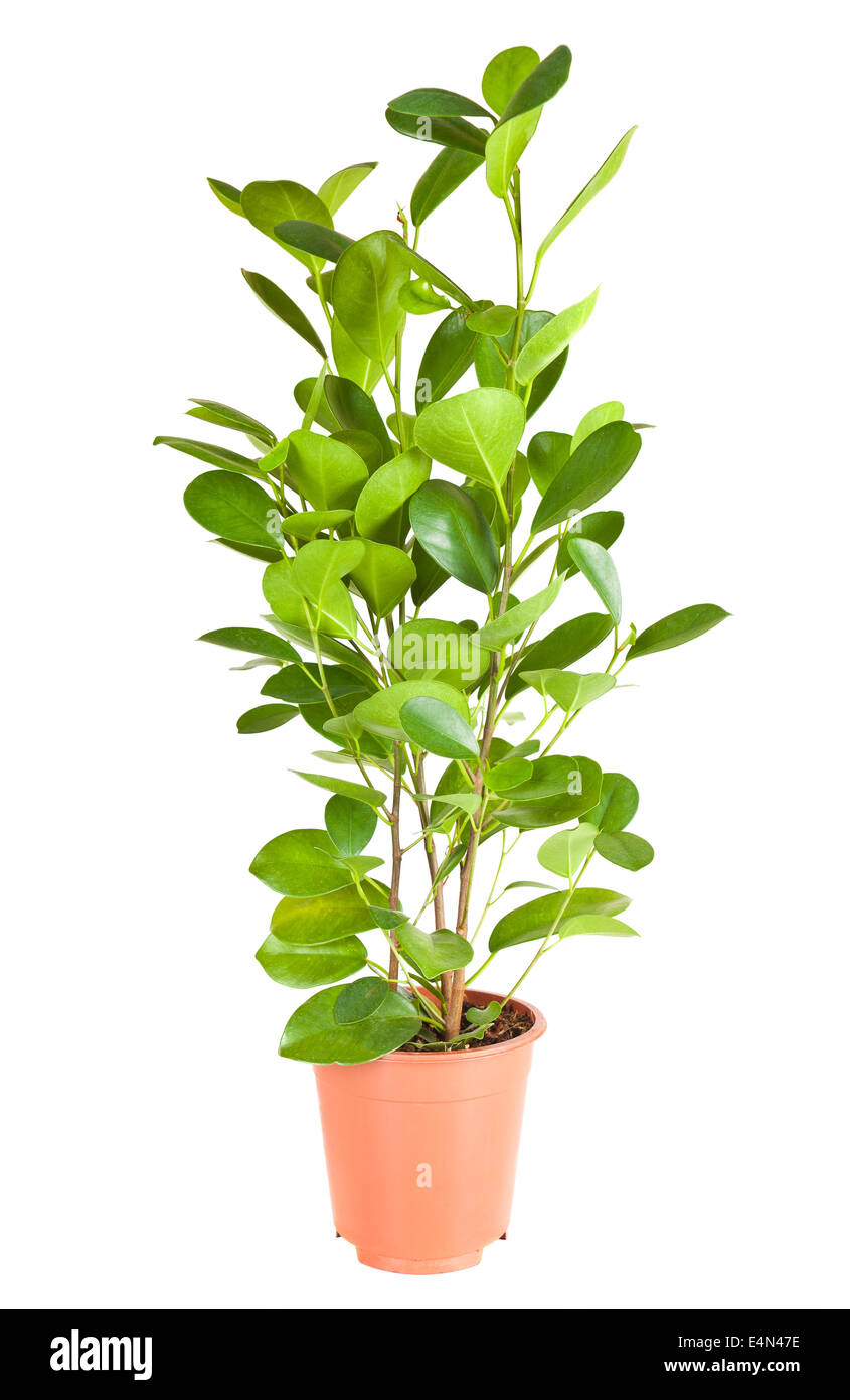 Interior design plant ficus Cut Out Stock Images & Pictures - Alamy