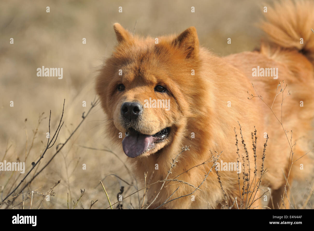 Dog breed of Chow-chow Stock Photo - Alamy