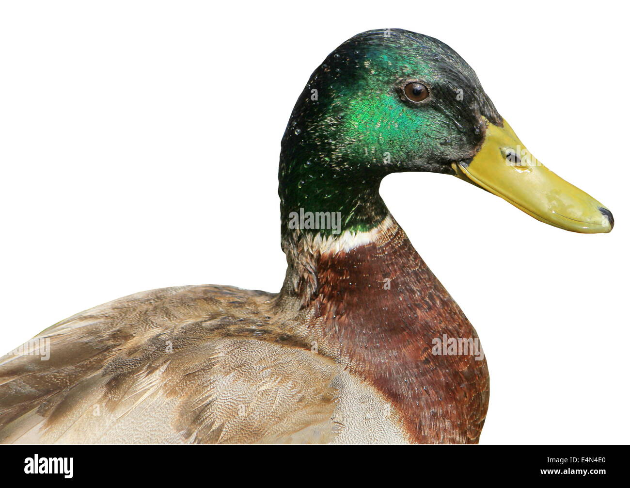 Male mallard duck Stock Photo - Alamy