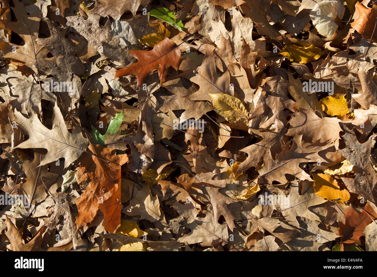 Leafs dried hi-res stock photography and images - Alamy