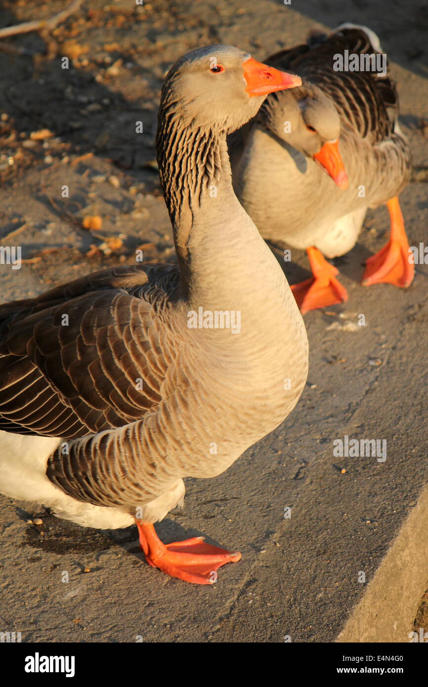 Wild Gooses High Resolution Stock Photography and Images - Alamy