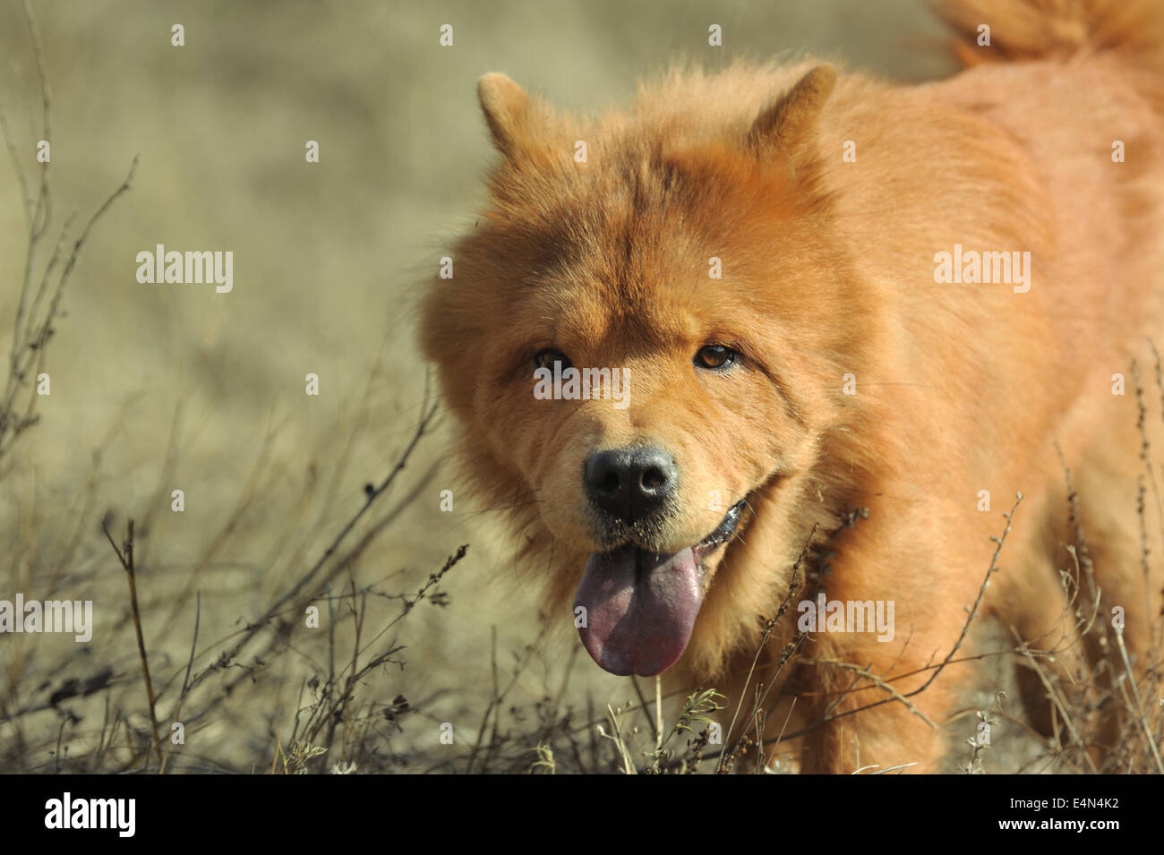 Dog breed of Chow-chow Stock Photo - Alamy