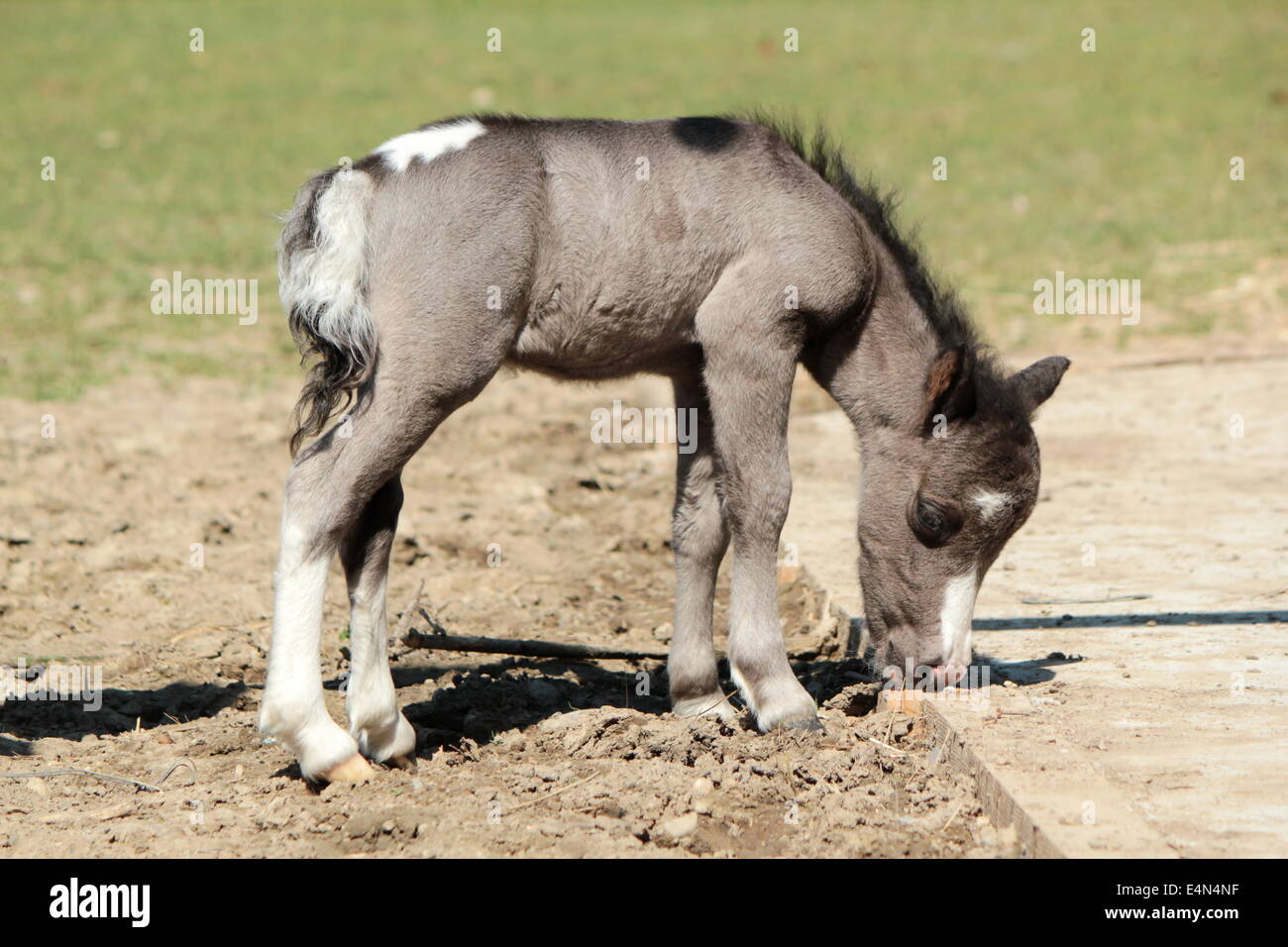 Baby Pony