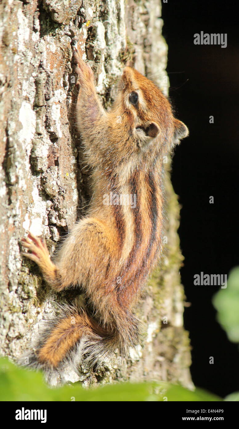 Chipmunk on a tree Stock Photo - Alamy