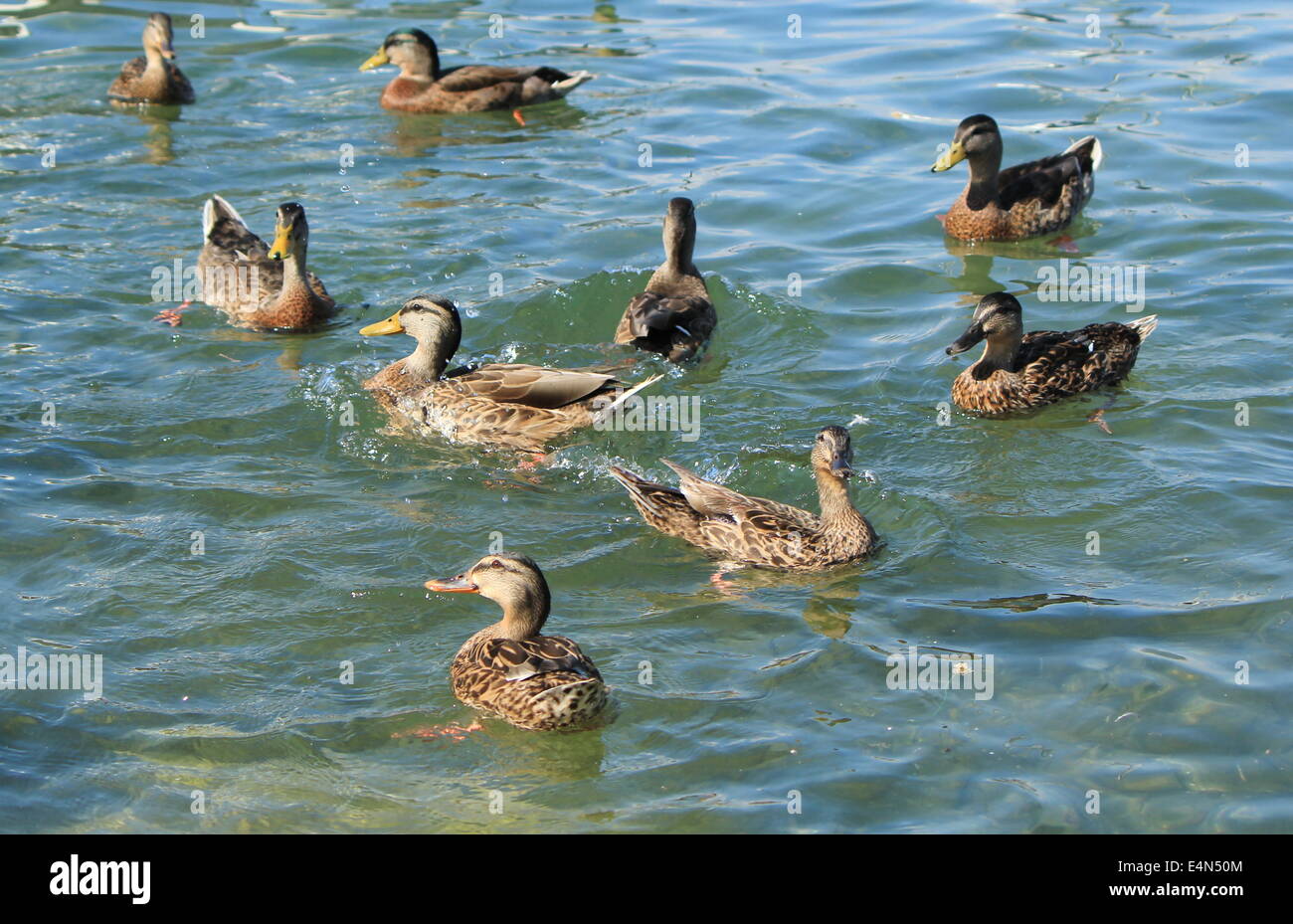 Group of female mallards Stock Photo - Alamy