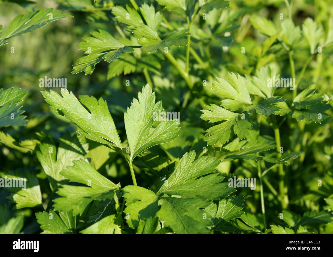 Curled parsley garden hi-res stock photography and images - Alamy