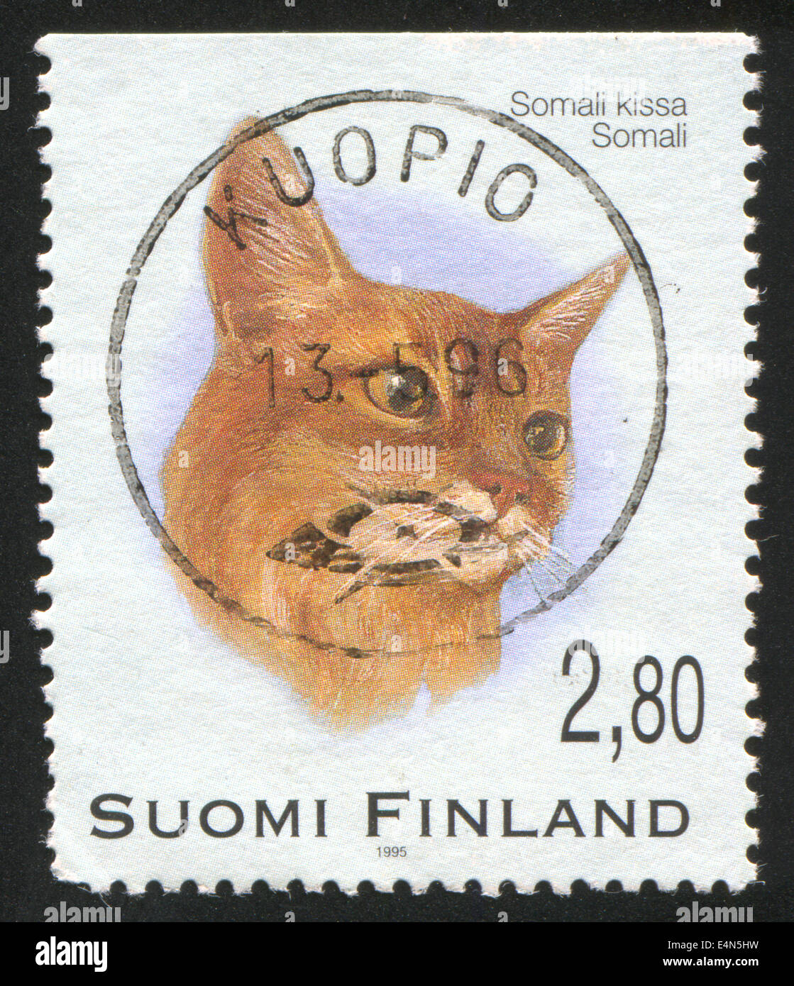 Beautiful somali cat hi-res stock photography and images - Alamy