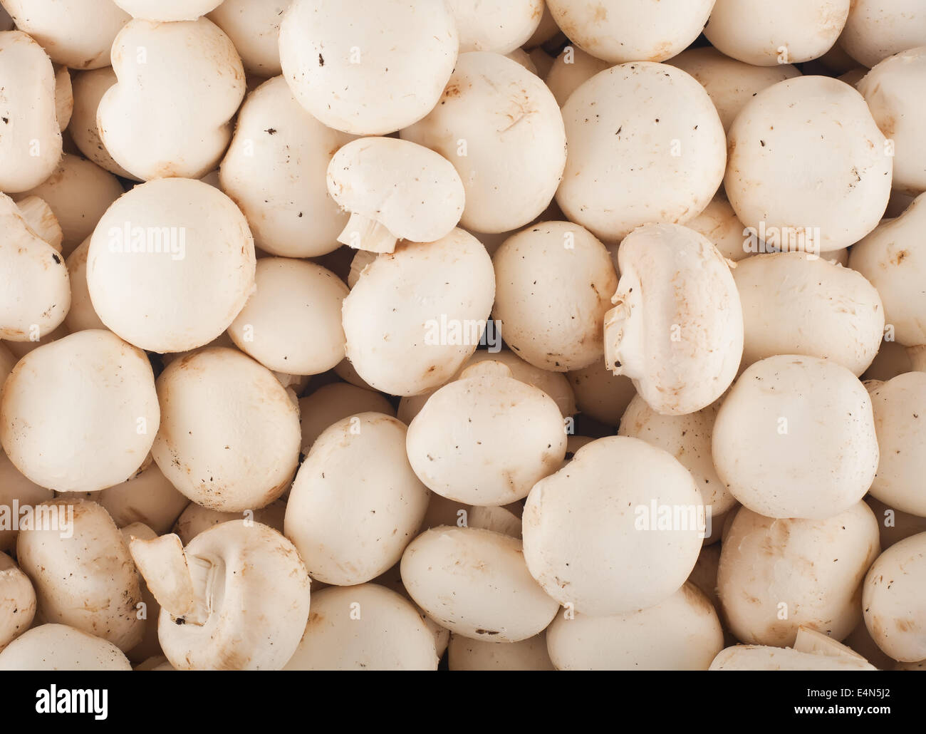 Champignon mushrooms over white hi-res stock photography and images - Alamy