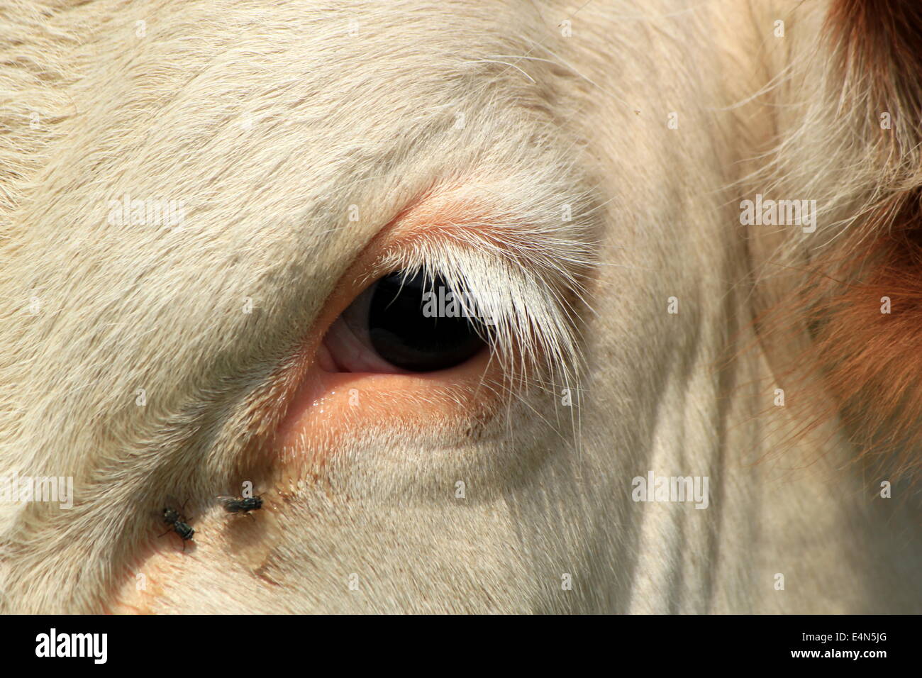Eye of a cow Stock Photo - Alamy